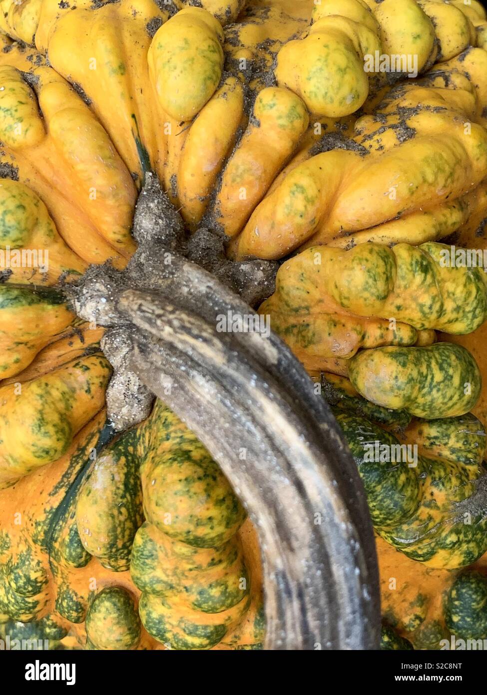 A close-up of the top of a warty and bumpy yellow orange Halloween ...
