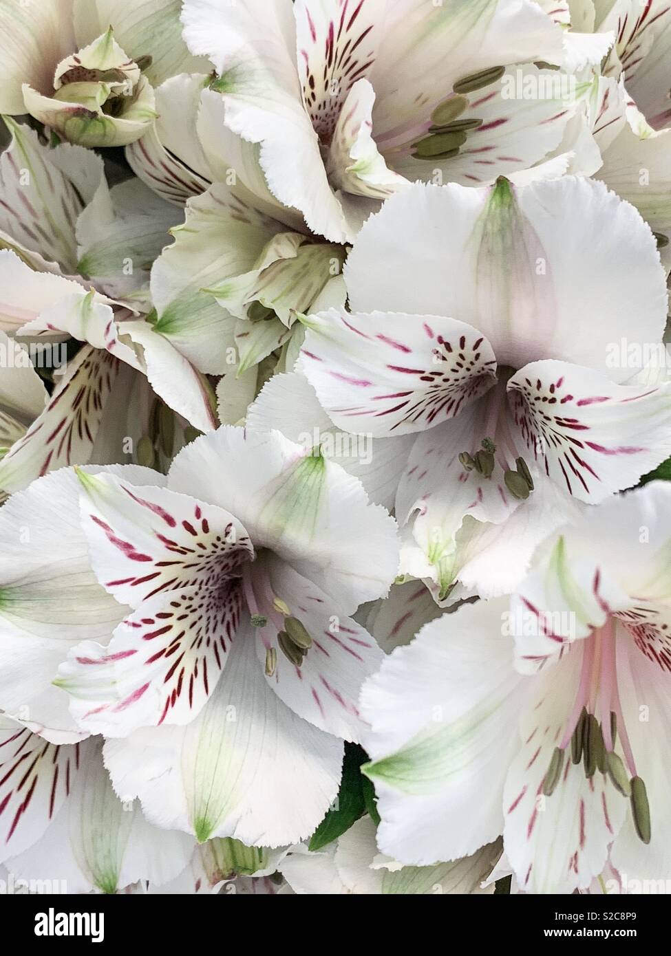 A close-up of a clutch of fresh white lily flowers in vertical format ...