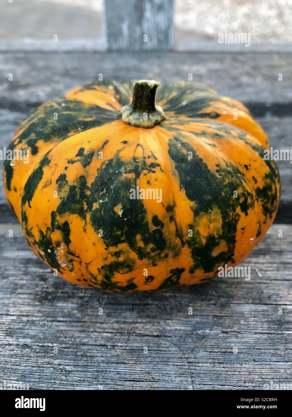 Autumn gourd hi-res stock photography and images - Alamy