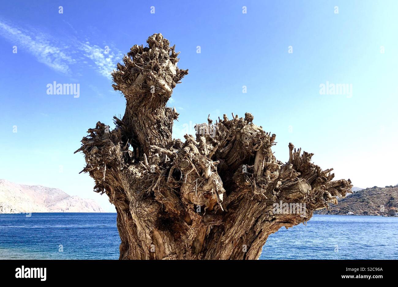 Weird tree hi-res stock photography and images - Alamy