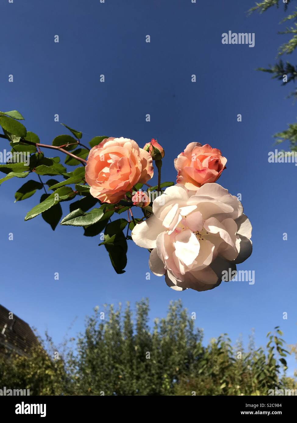 September roses hi-res stock photography and images - Alamy