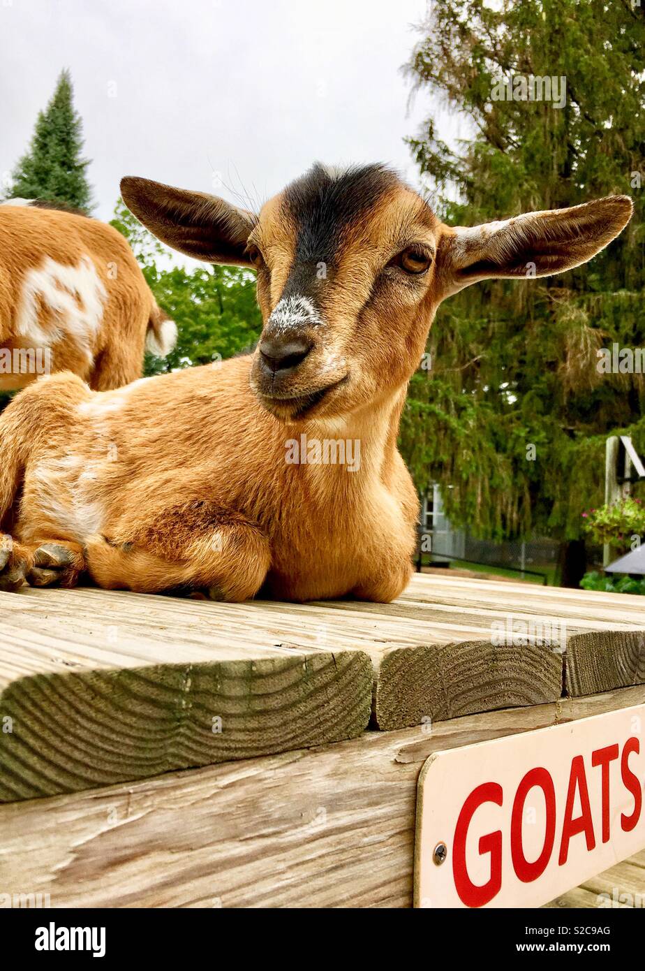 Cute brown and white goat sitting on top of wooden tower with a sign ...