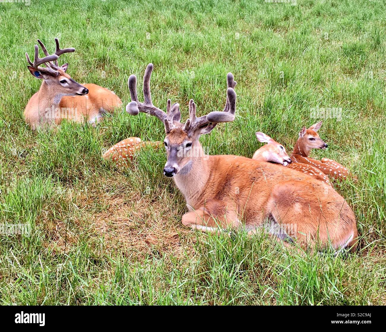 Two bucks and three fawns lying down in grassy area hi-res stock ...
