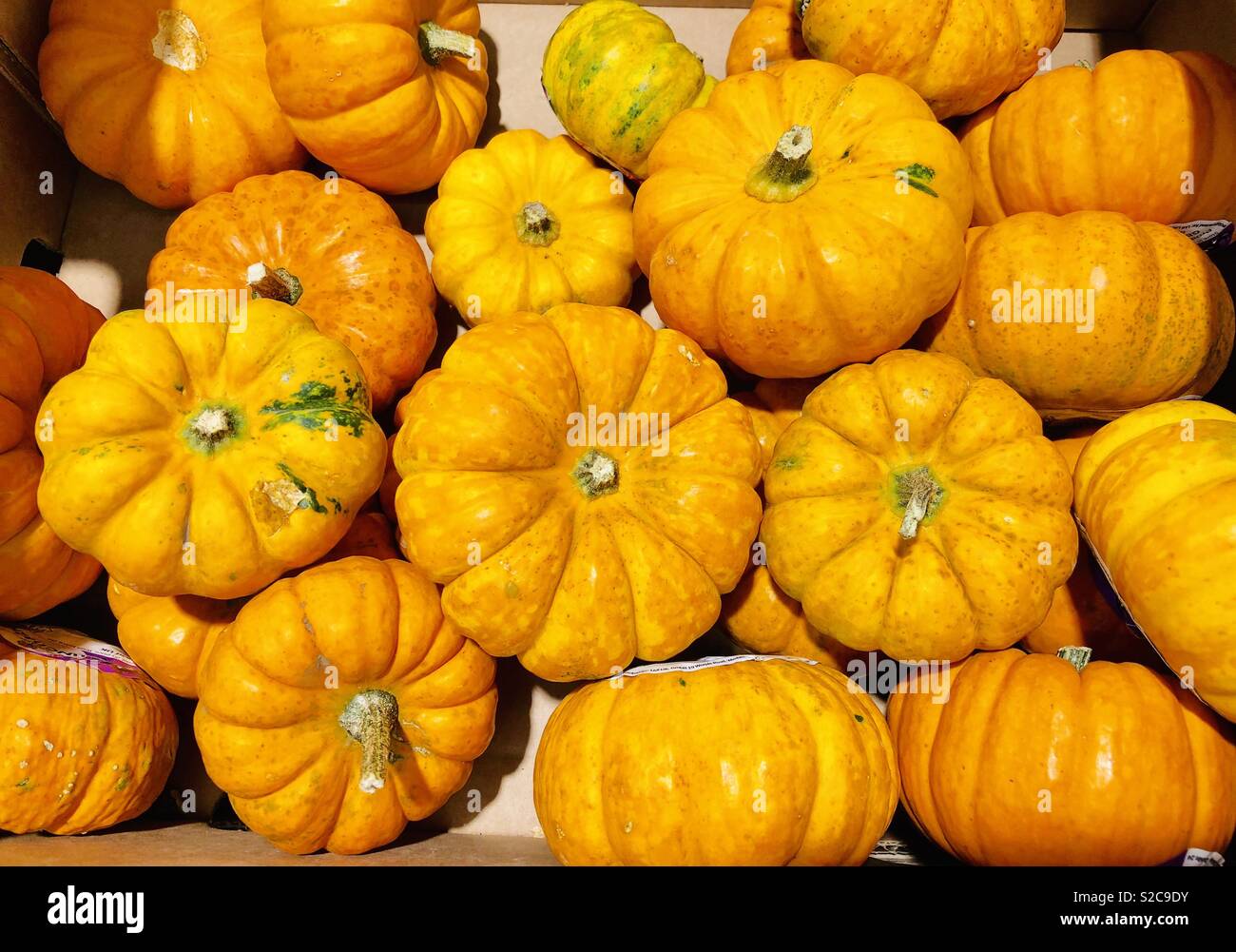 Yellow pumpkins hi-res stock photography and images - Alamy