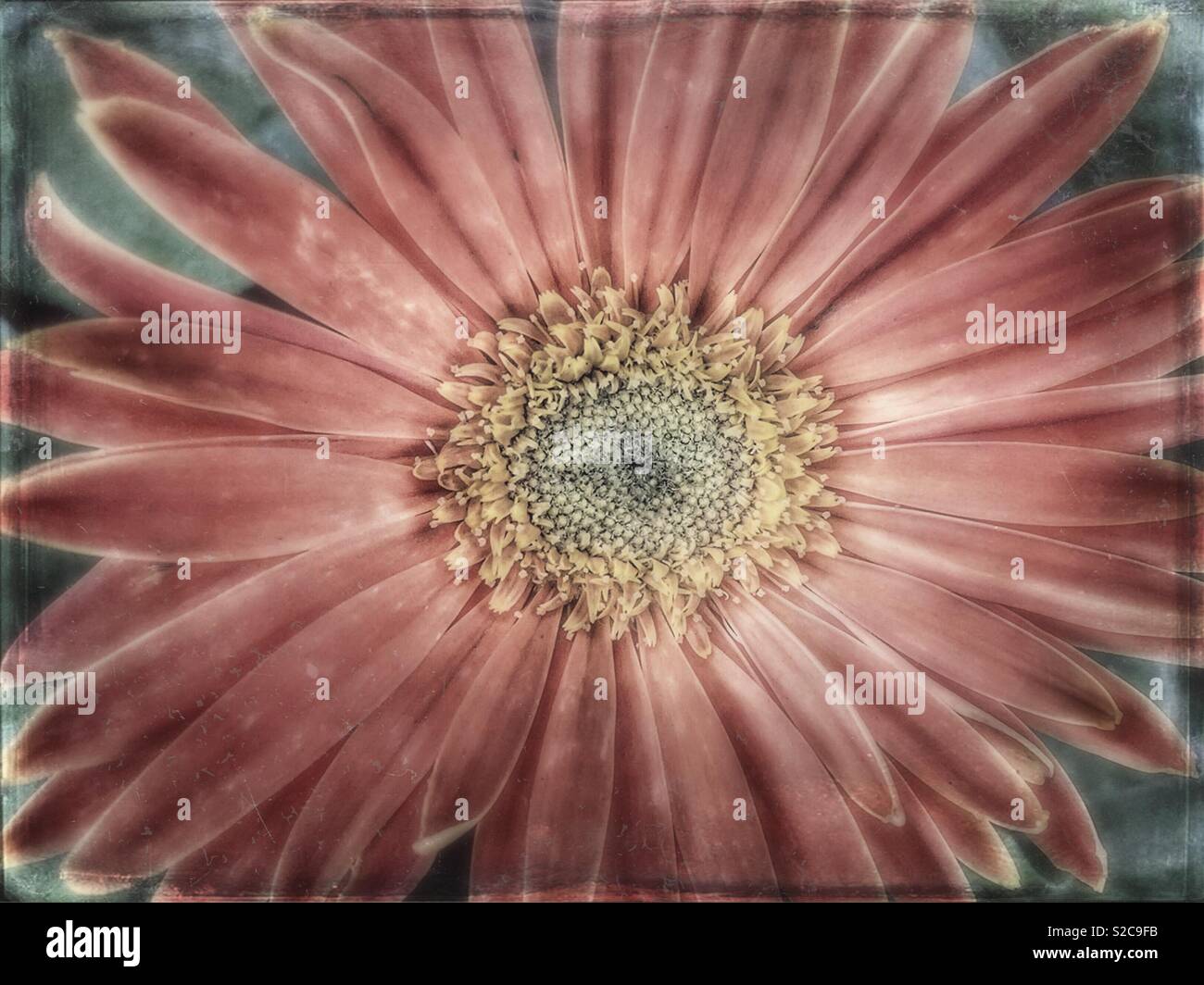 Orange daisy with grunge effect Stock Photo - Alamy