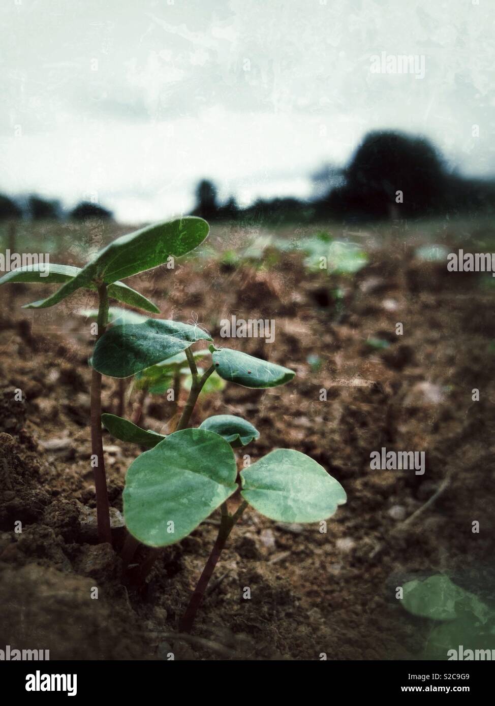 Clover sprouts poke up through soil, autumn, North Carolina Stock Photo ...