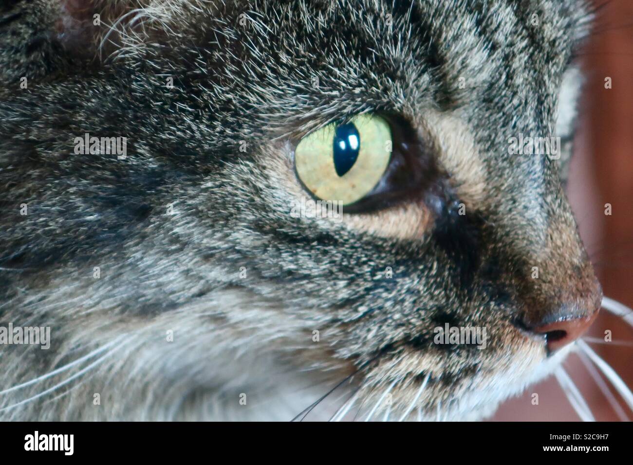 Milo, the cat Stock Photo - Alamy