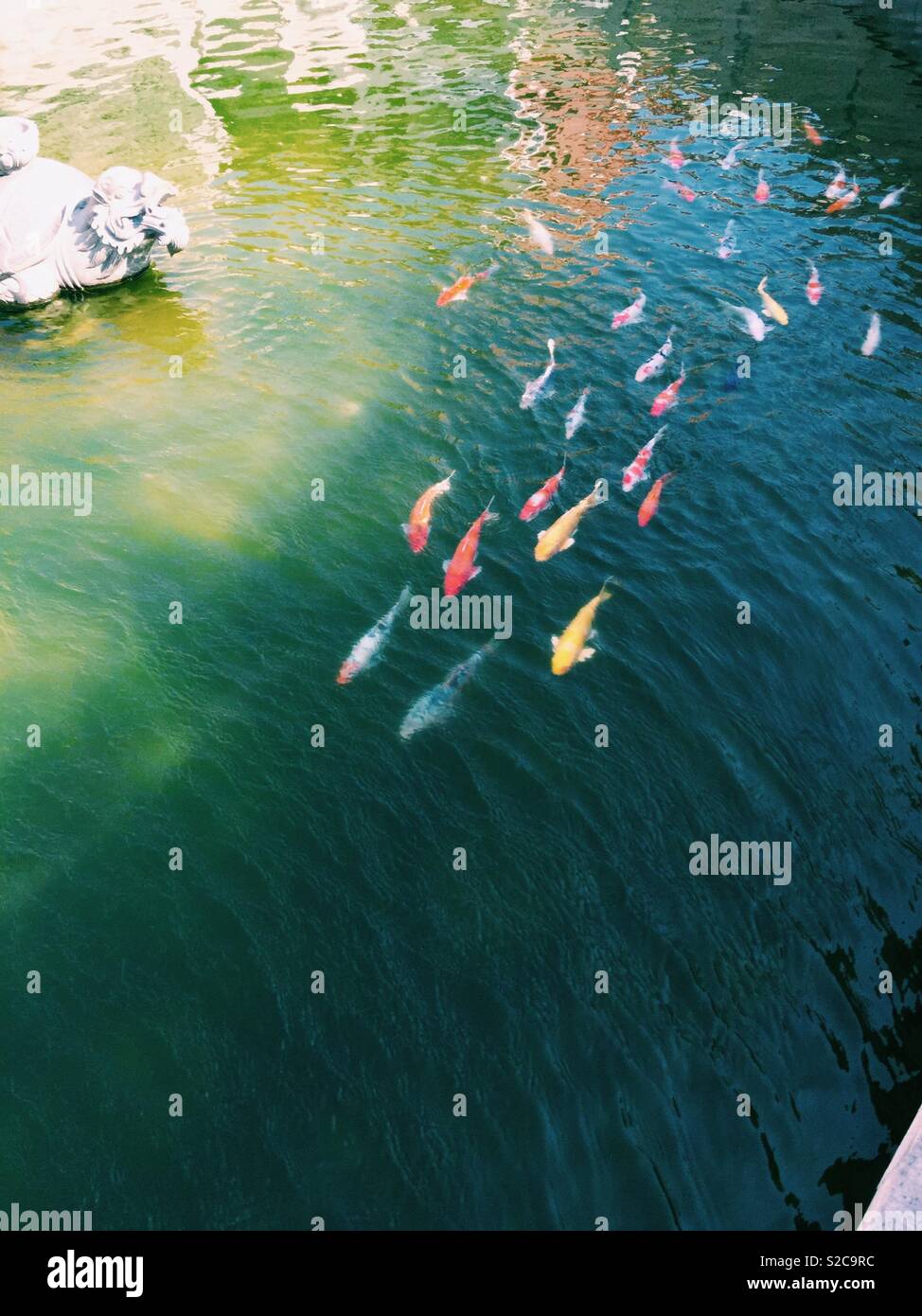 Koi fish lake hi-res stock photography and images - Alamy