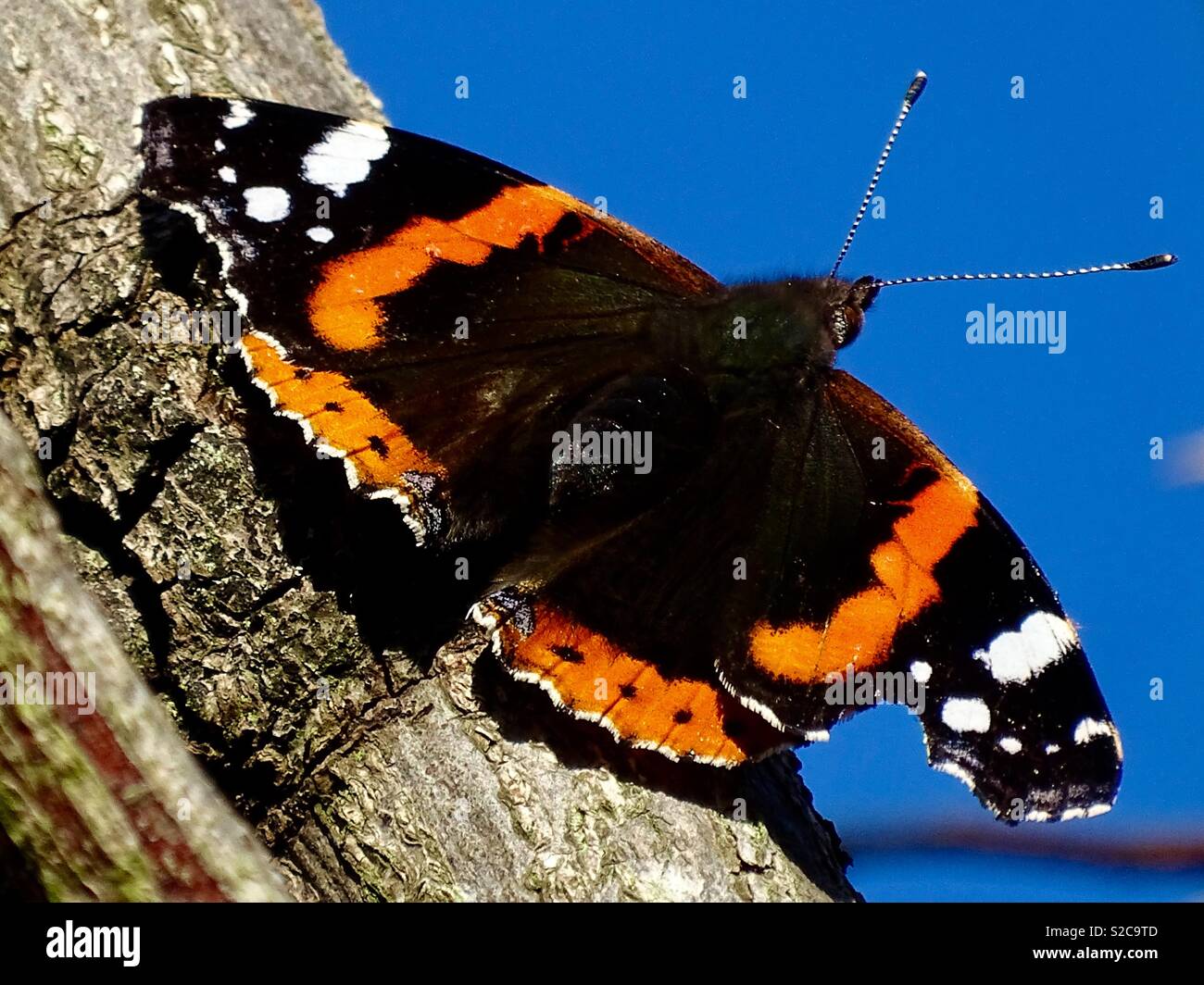 Butterfly on tree branch Stock Photo - Alamy