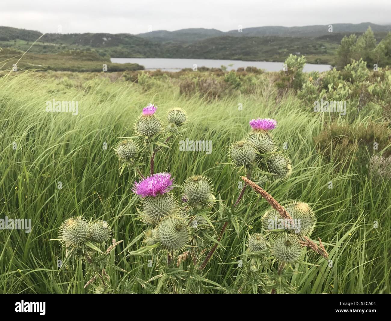 Thistle highlands scotland hi-res stock photography and images - Alamy