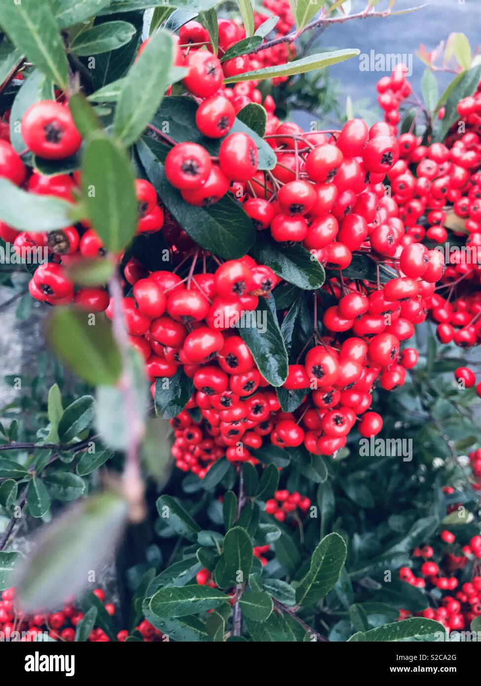 Beautiful red berries Stock Photo - Alamy