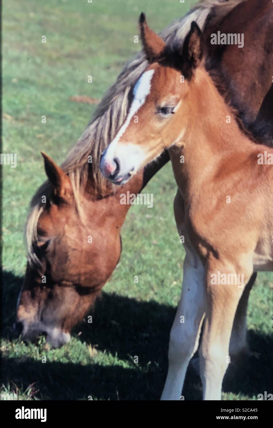 Tame the wilderness hi-res stock photography and images - Alamy