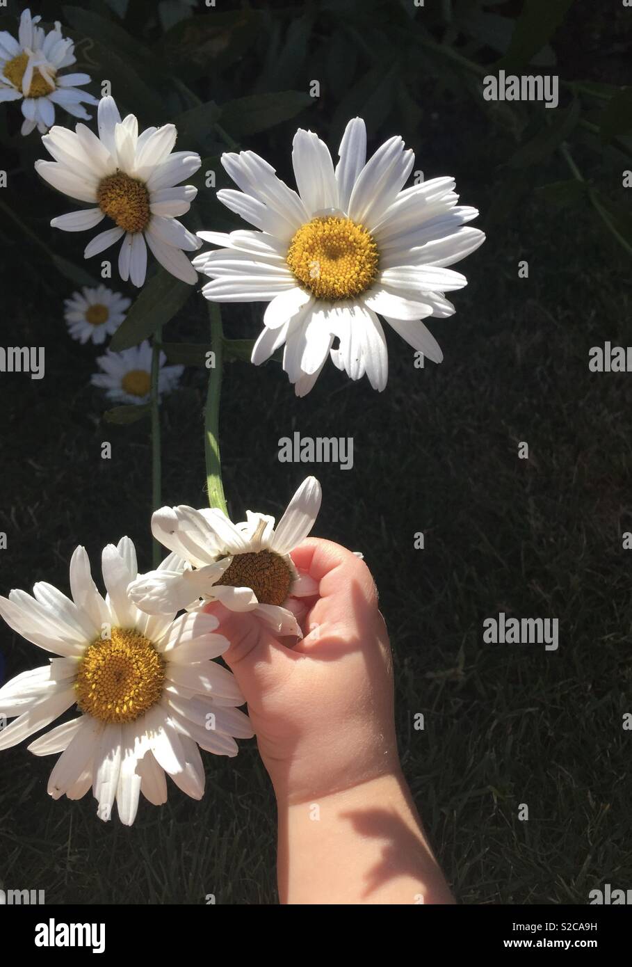 Pulling flower hi-res stock photography and images - Alamy