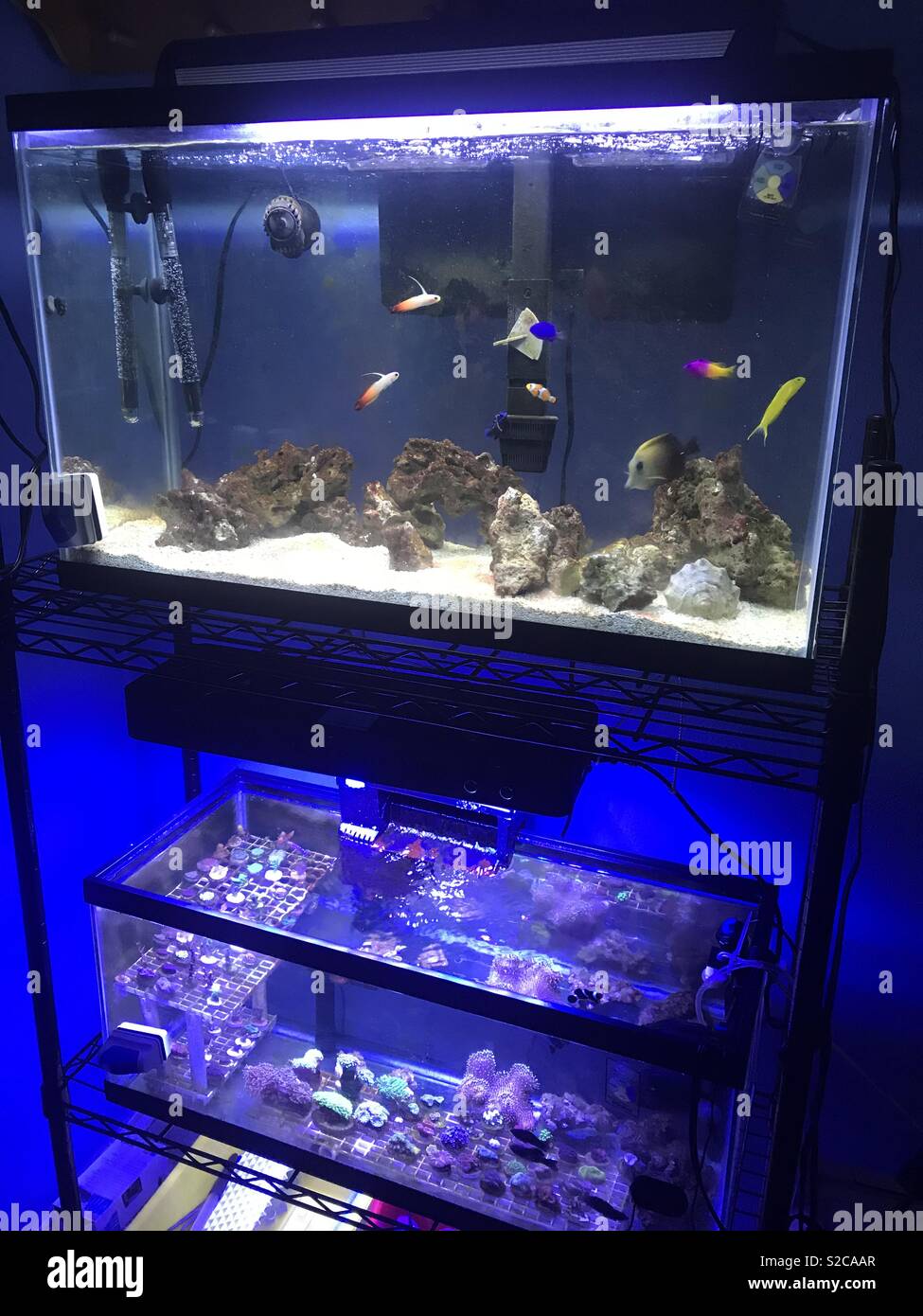 Aquarium fish at home hi-res stock photography and images - Alamy