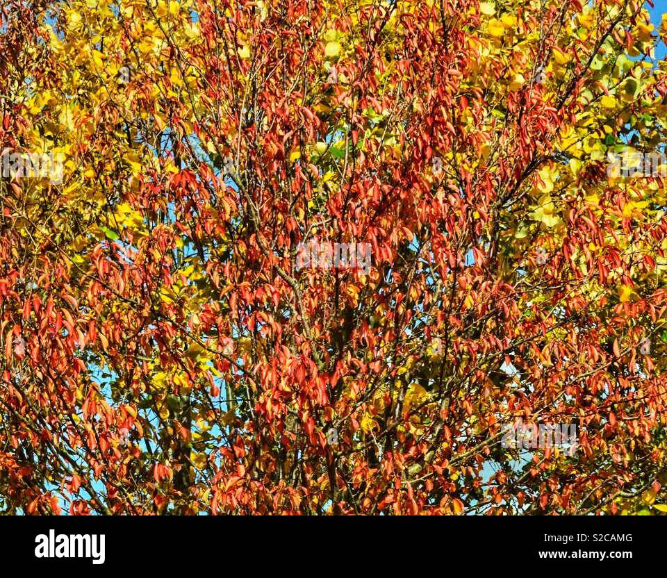The colours of autumn Stock Photo - Alamy
