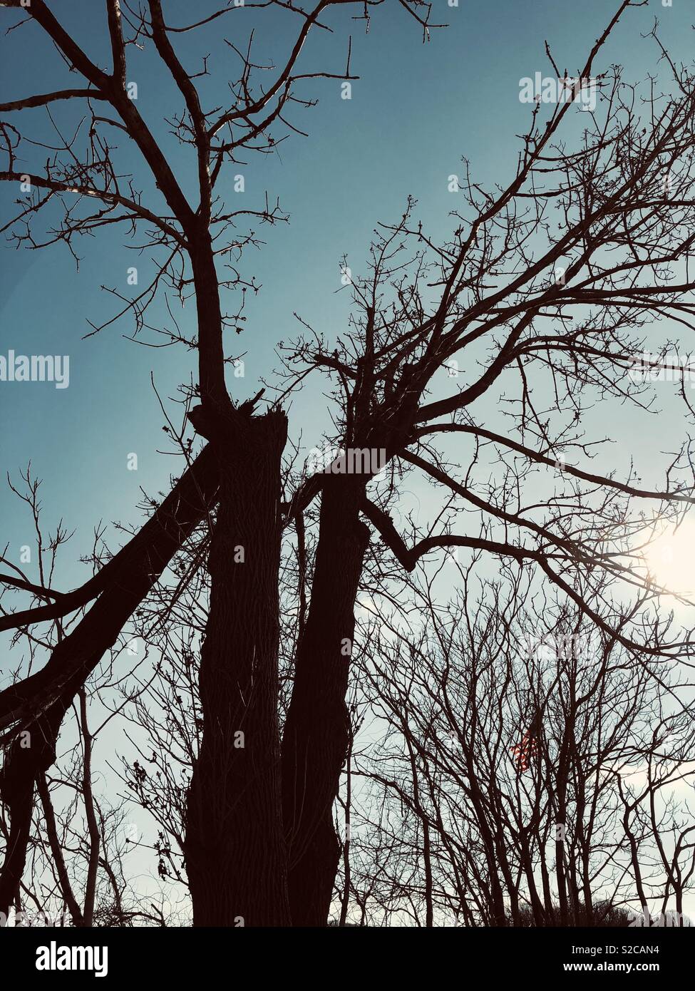 Broken tree hi-res stock photography and images - Alamy