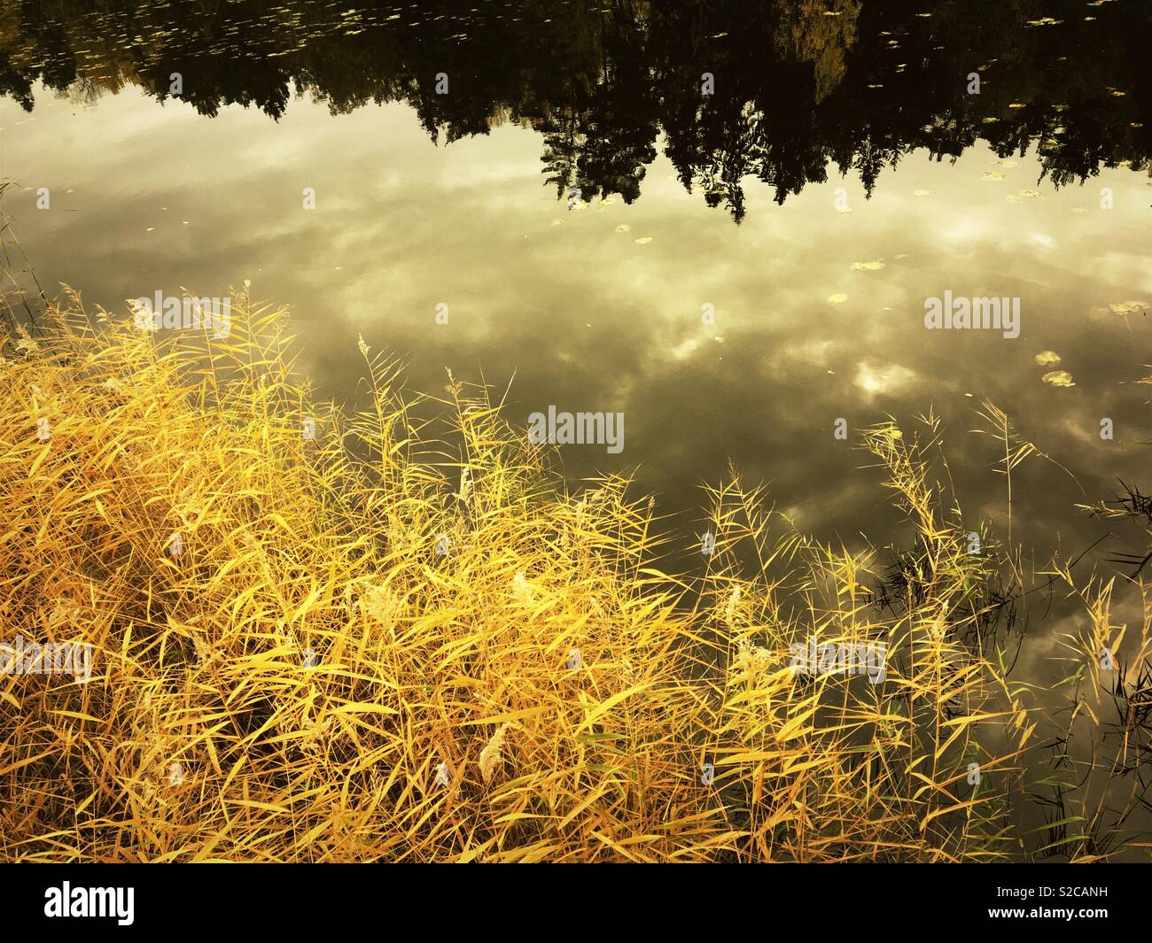 Gold reeds hi-res stock photography and images - Alamy