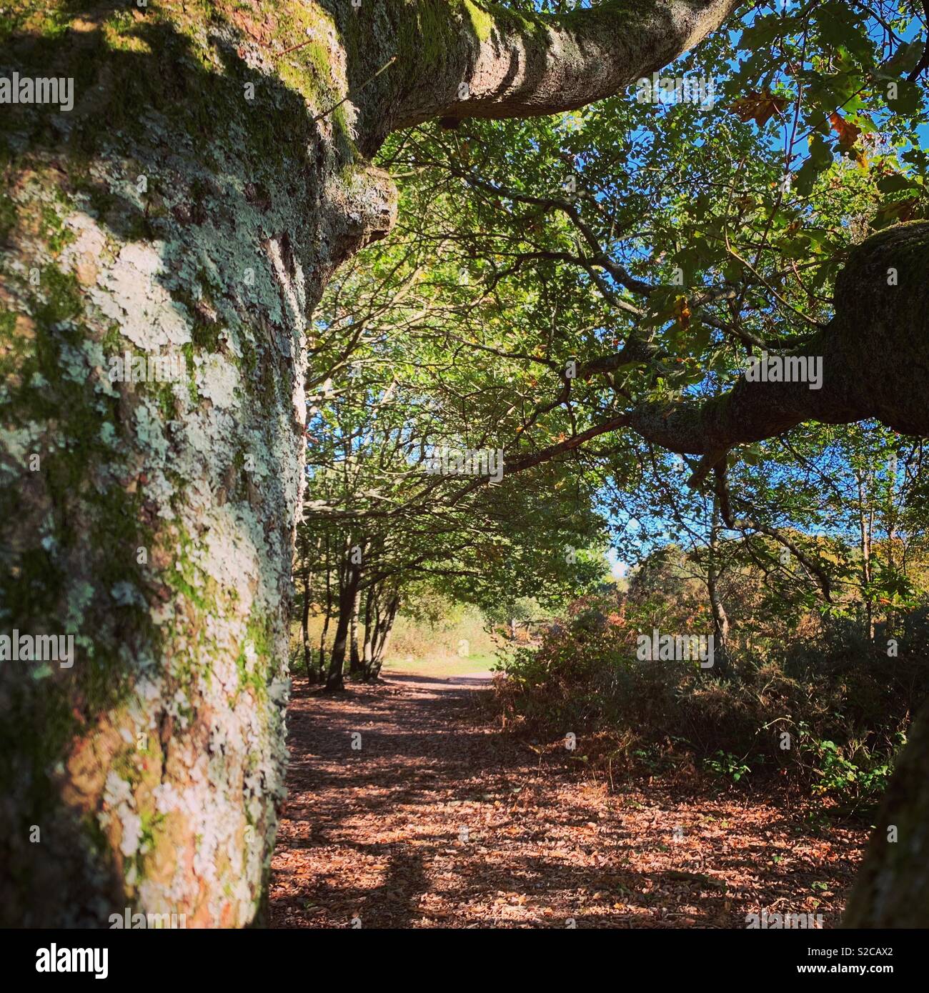View from the trees, Headley Heath. Surrey , England Stock Photo - Alamy