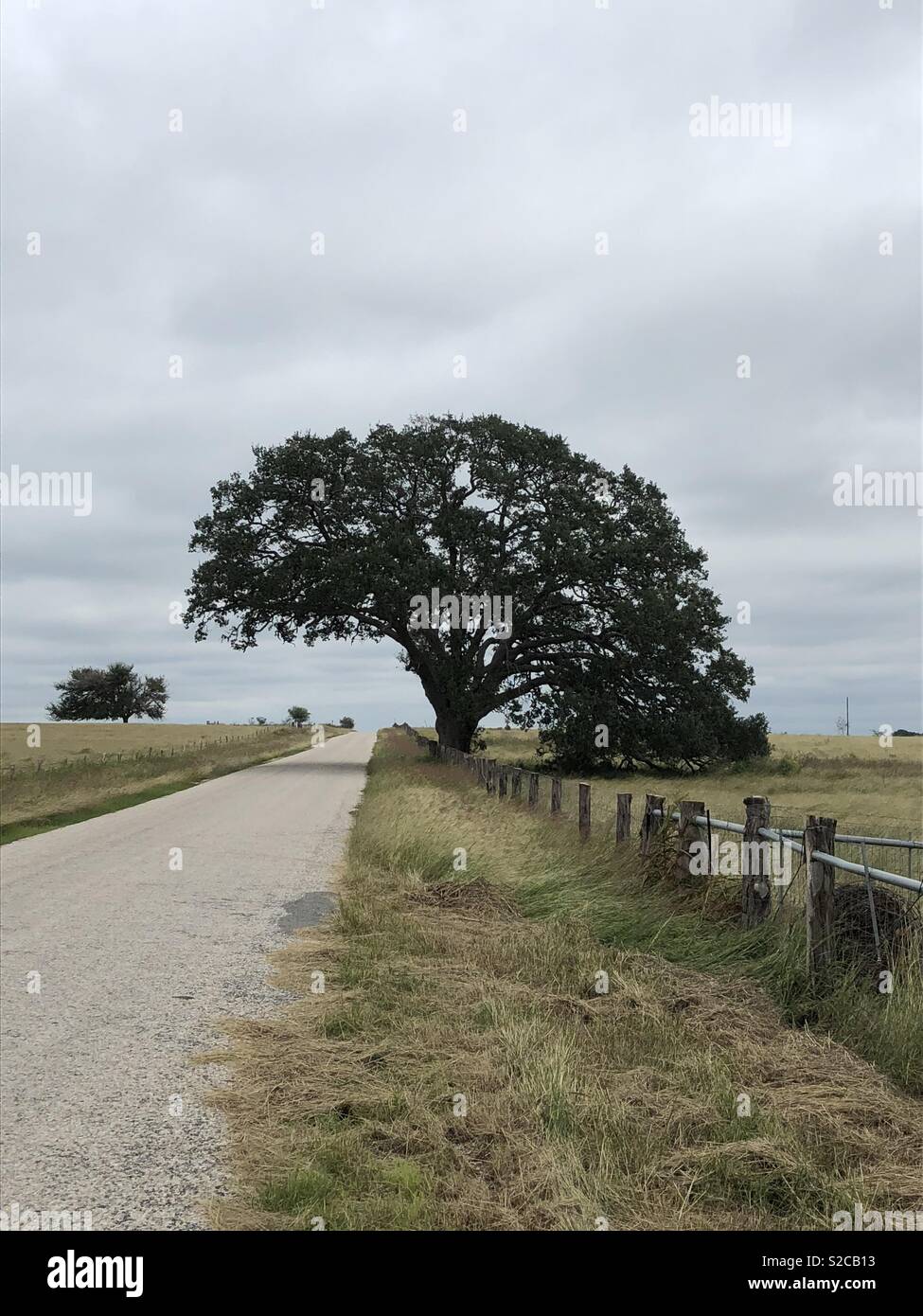 Country road, oak tree Stock Photo - Alamy