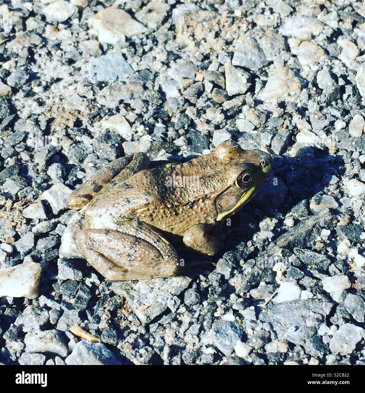 Hibernation frog hi-res stock photography and images - Alamy