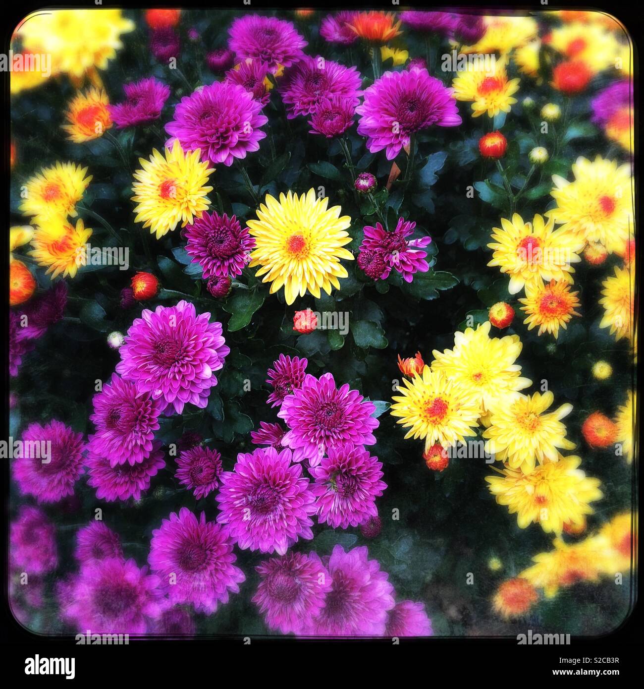 Colorful mums hi-res stock photography and images - Alamy