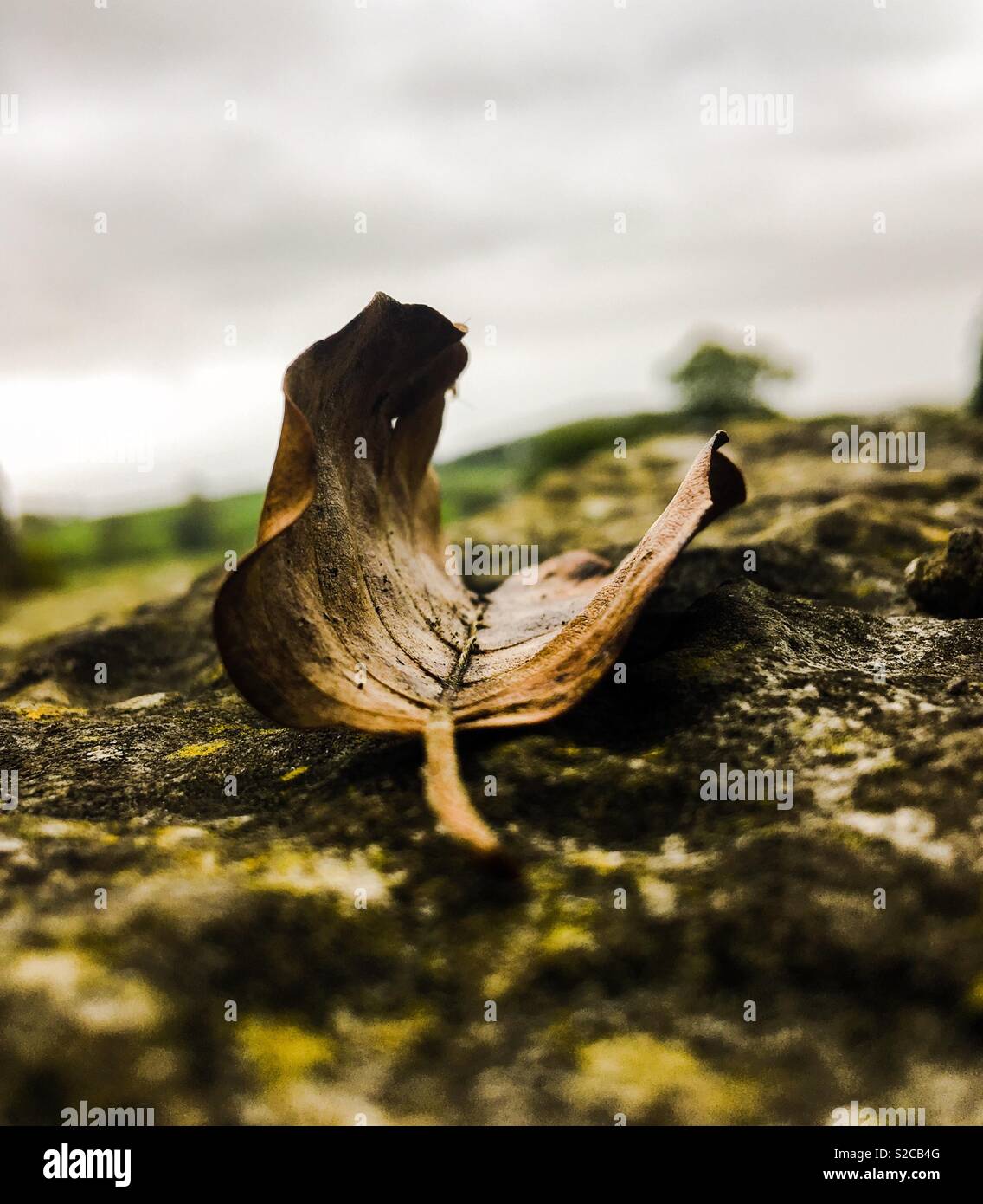 Detailed leaves hi-res stock photography and images - Alamy