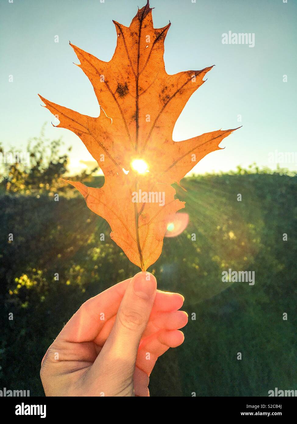Sunshine through leaf hi-res stock photography and images - Alamy