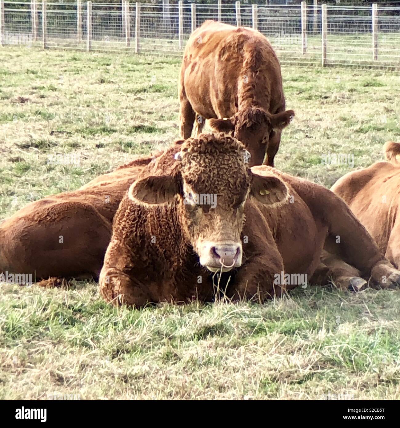Bull livestock hi-res stock photography and images - Alamy