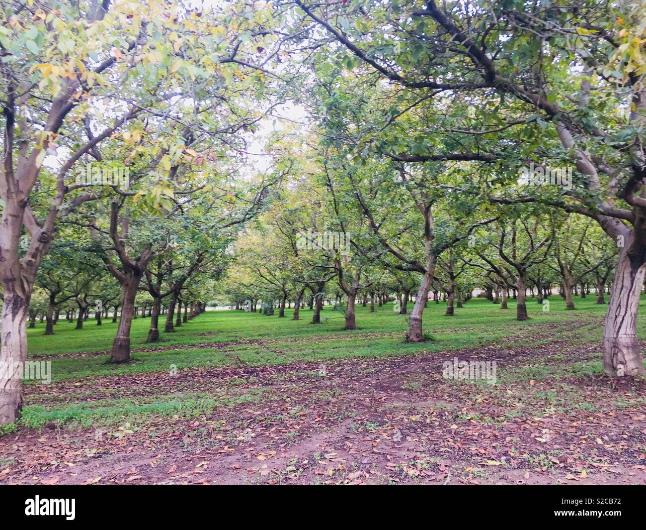 Walnut orchard hi-res stock photography and images - Alamy