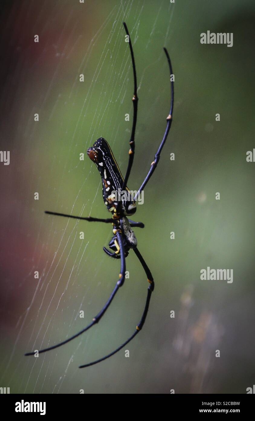 Spider floating hi-res stock photography and images - Alamy