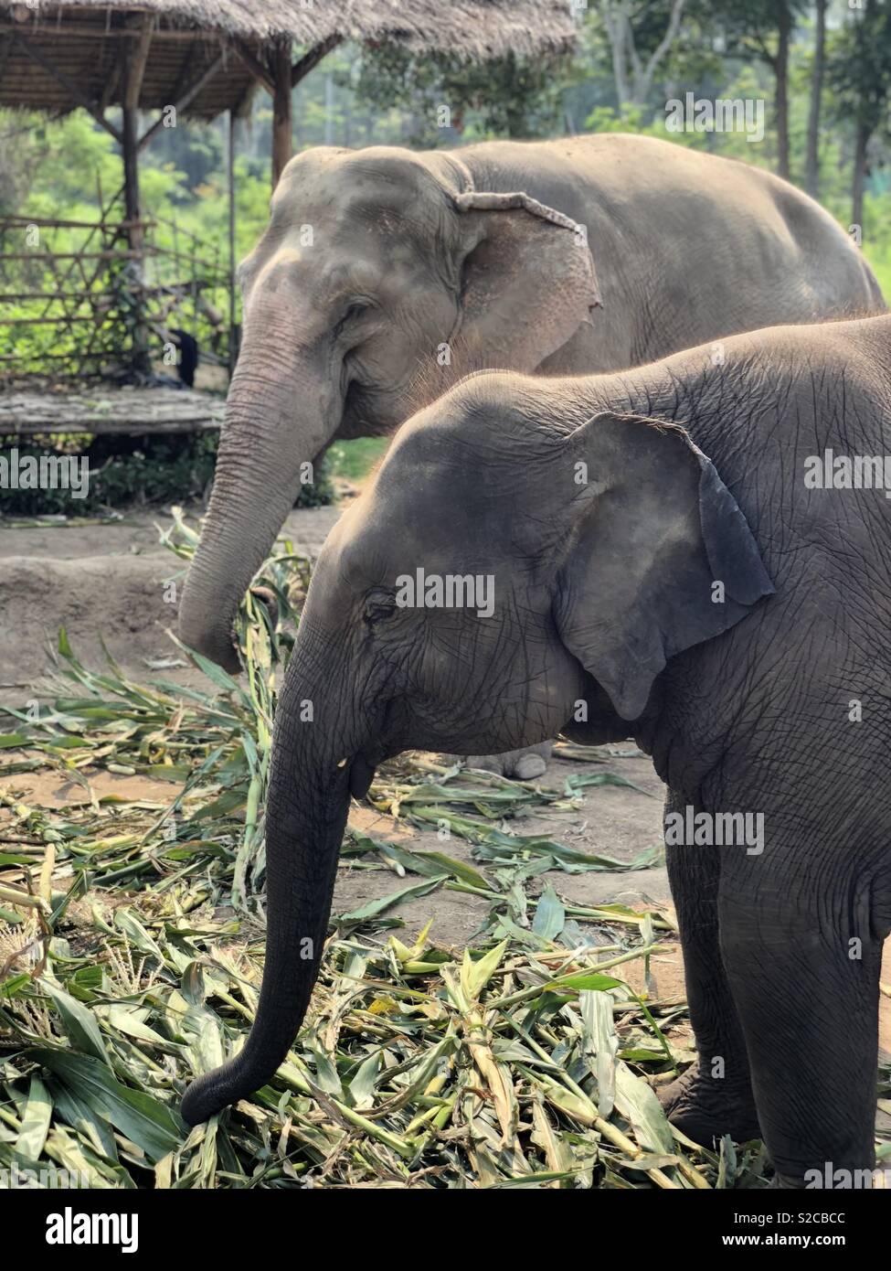 Chiang mai elephant sanctuary hi-res stock photography and images - Alamy
