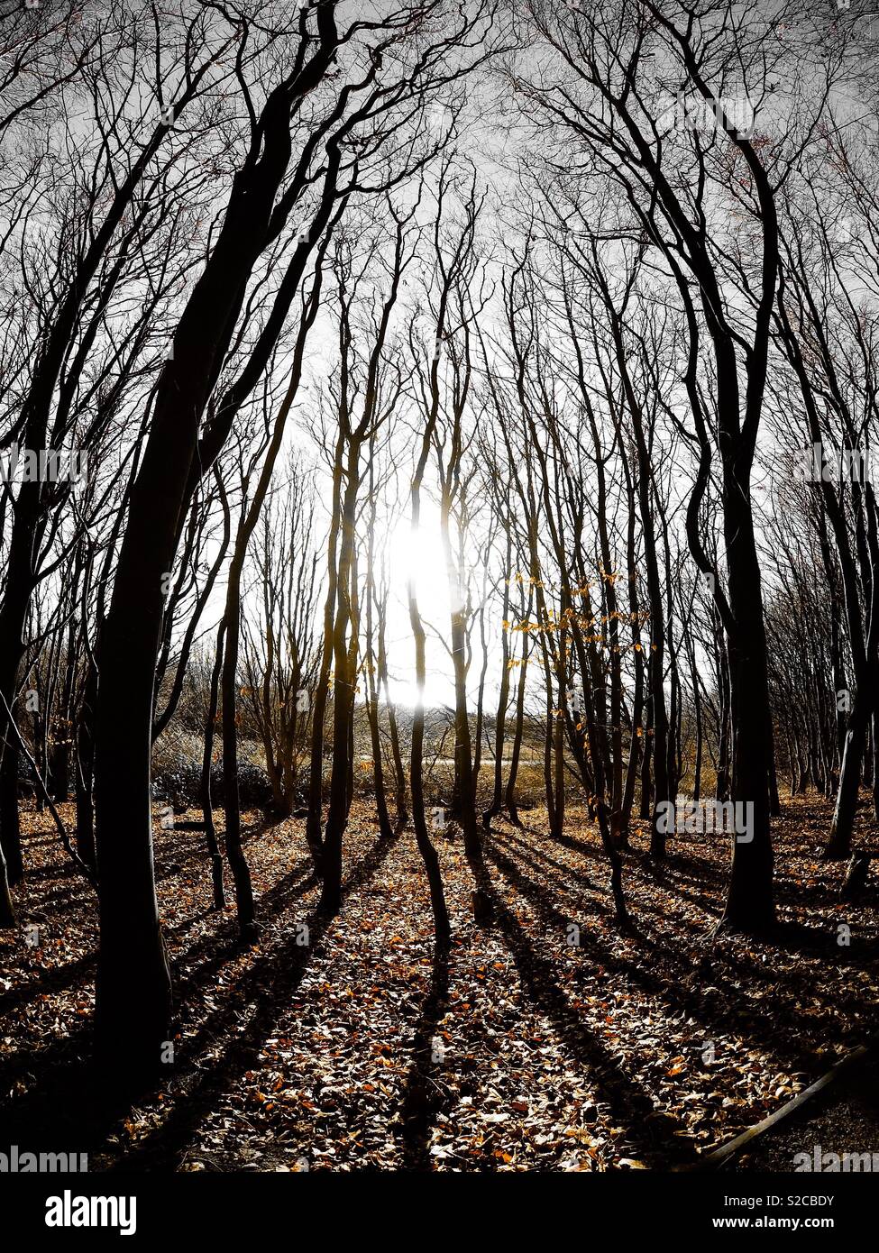 Lens flare tree hi-res stock photography and images - Alamy