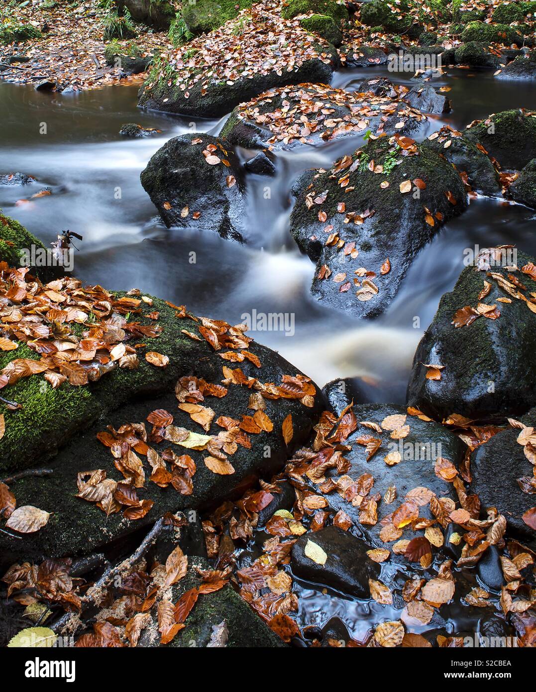 Autumn leaves in the stream Stock Photo - Alamy