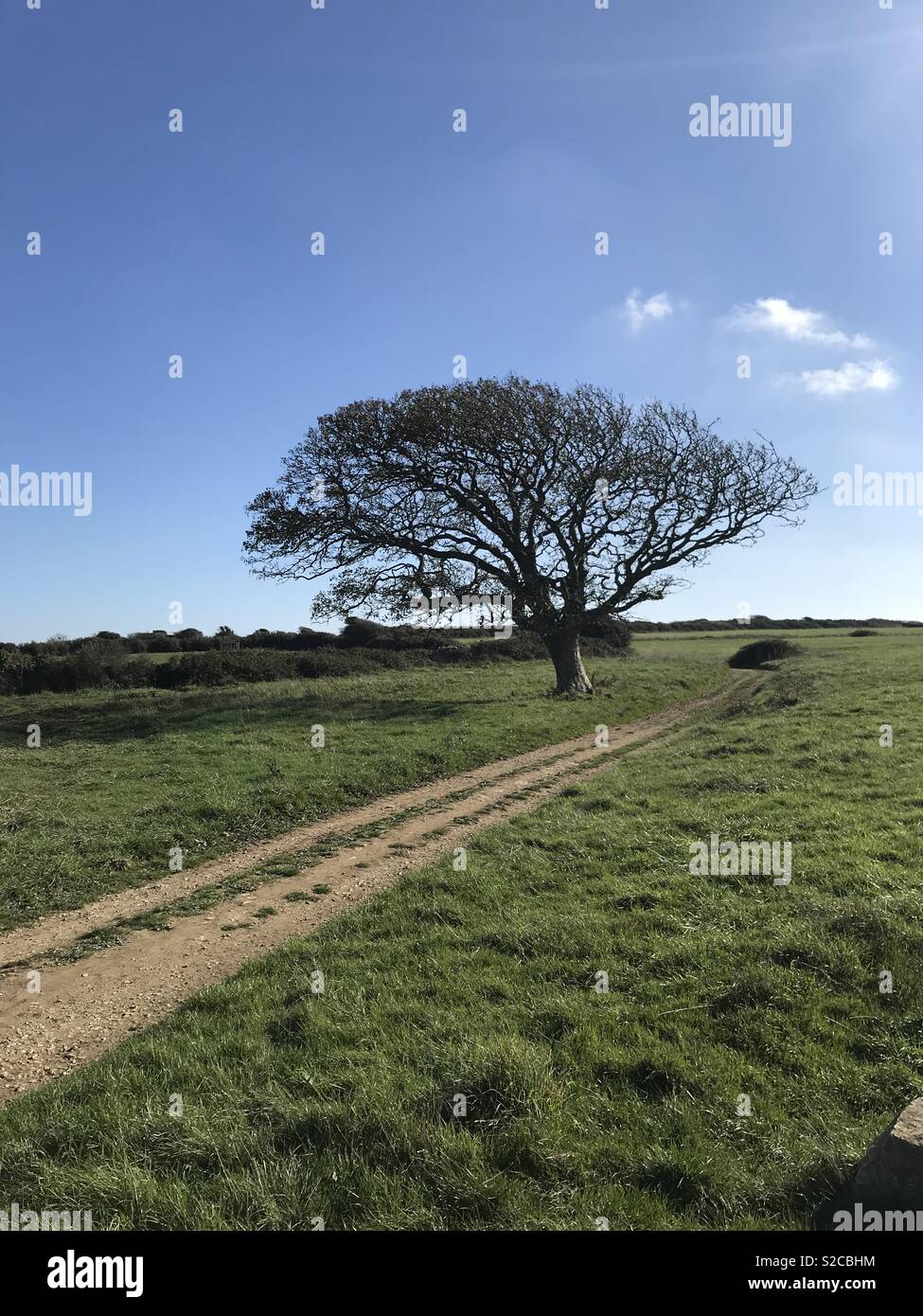 Tree in a field Stock Photo - Alamy
