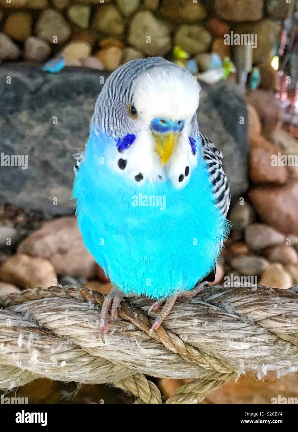 Parakeet standing on rope in parakeet aviary Stock Photo - Alamy