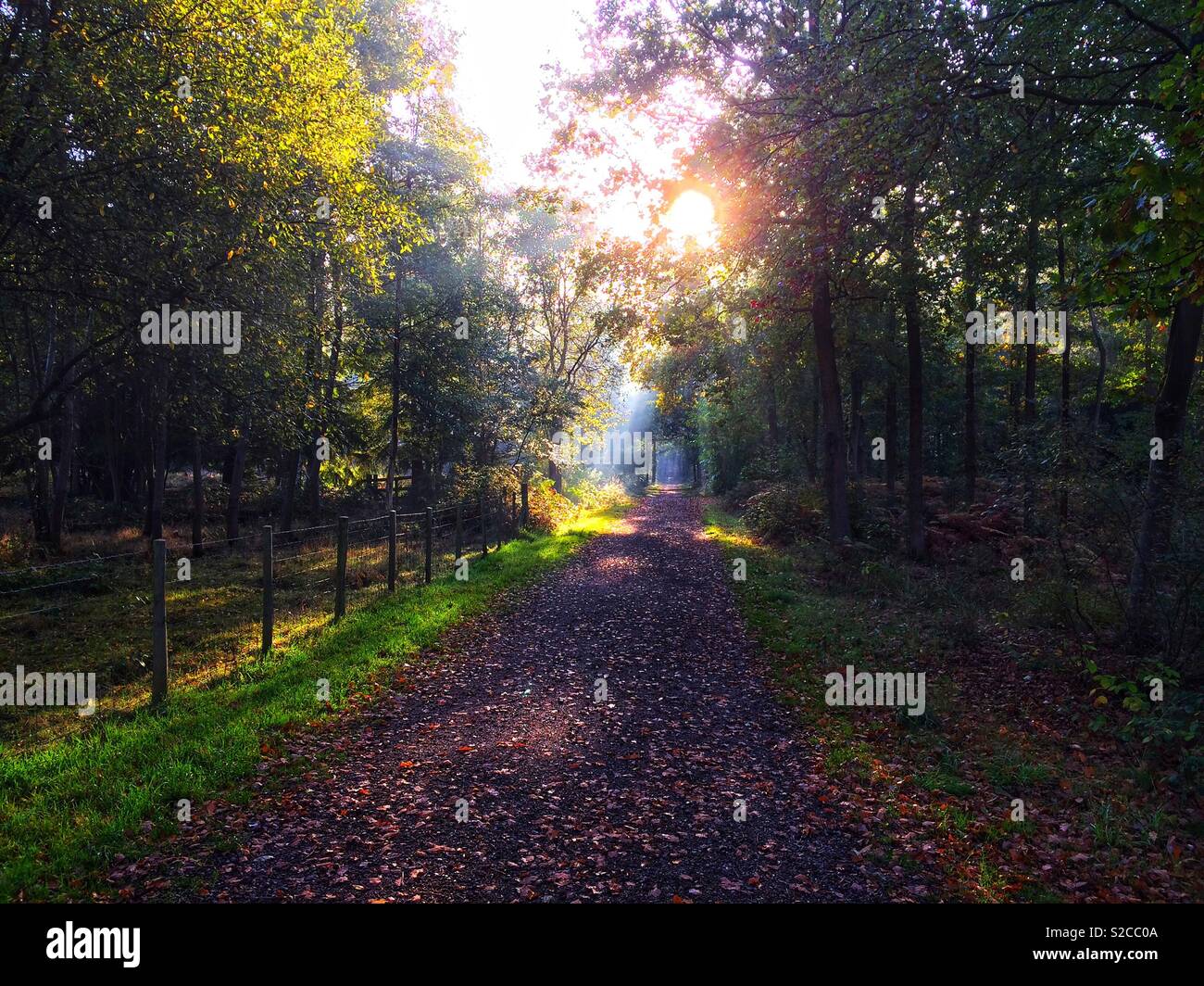 Bright morning walk in the woods Stock Photo - Alamy