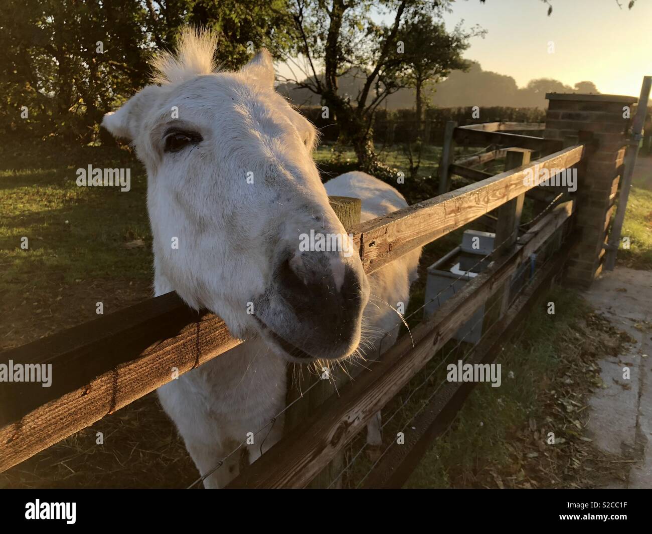 Donkey farm animal hi-res stock photography and images - Alamy