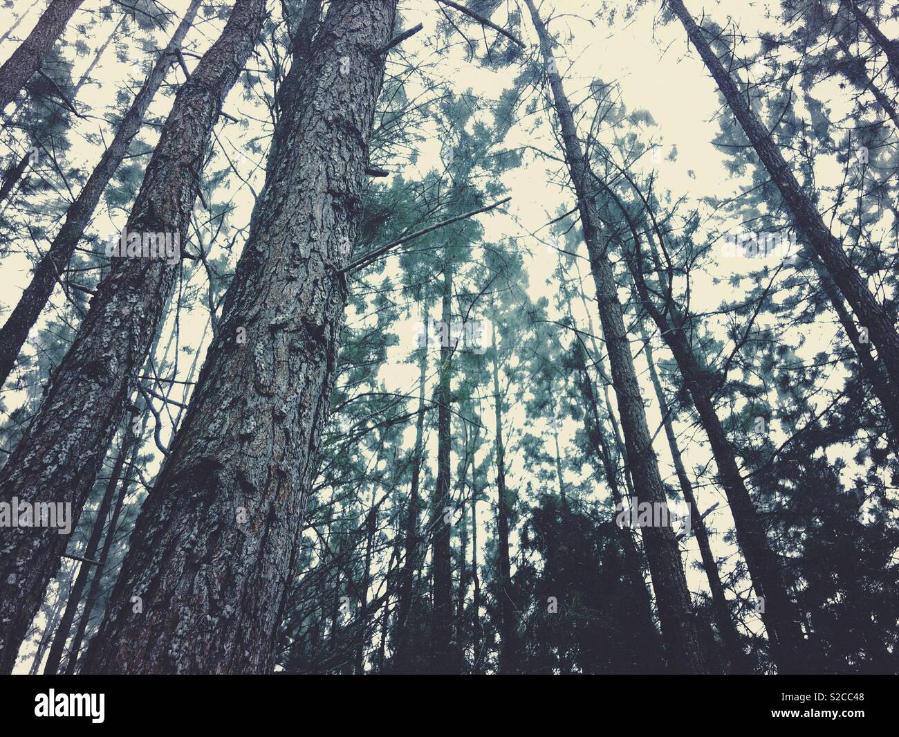 Dark woods trees hi-res stock photography and images - Alamy