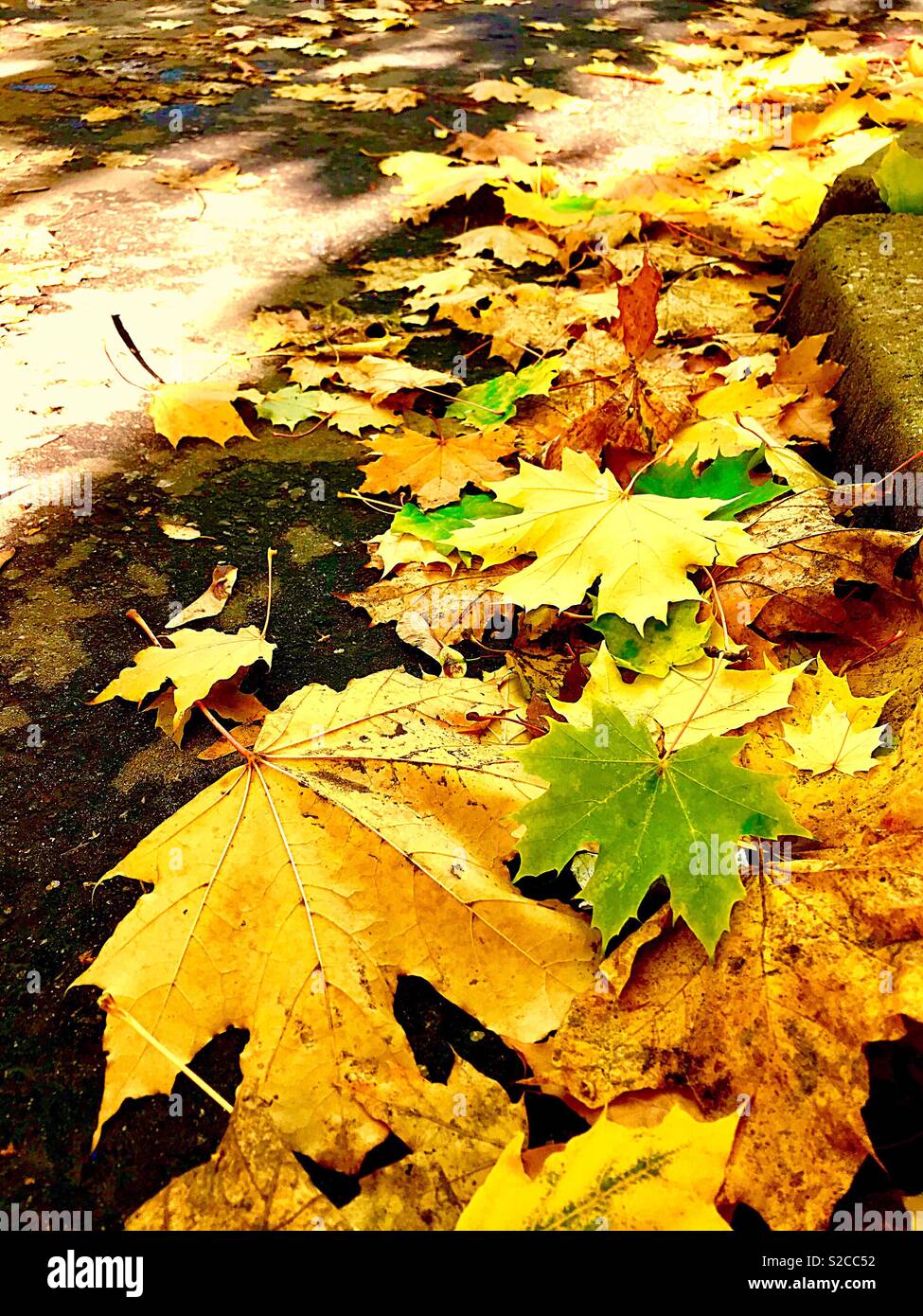 colorful fallen maple leaves Stock Photo - Alamy