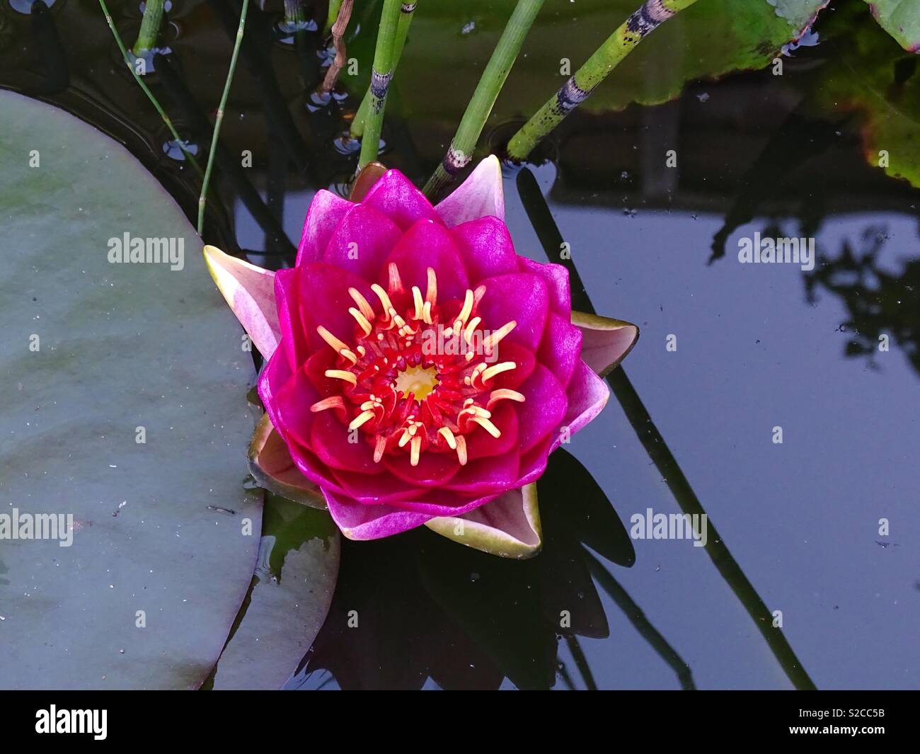 Water pink hi-res stock photography and images - Alamy