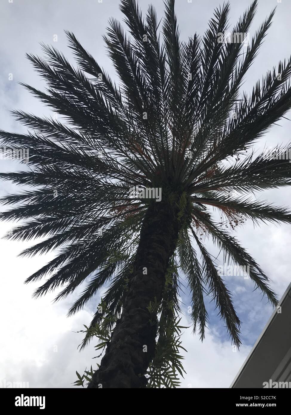 Florida cool tree hi-res stock photography and images - Alamy