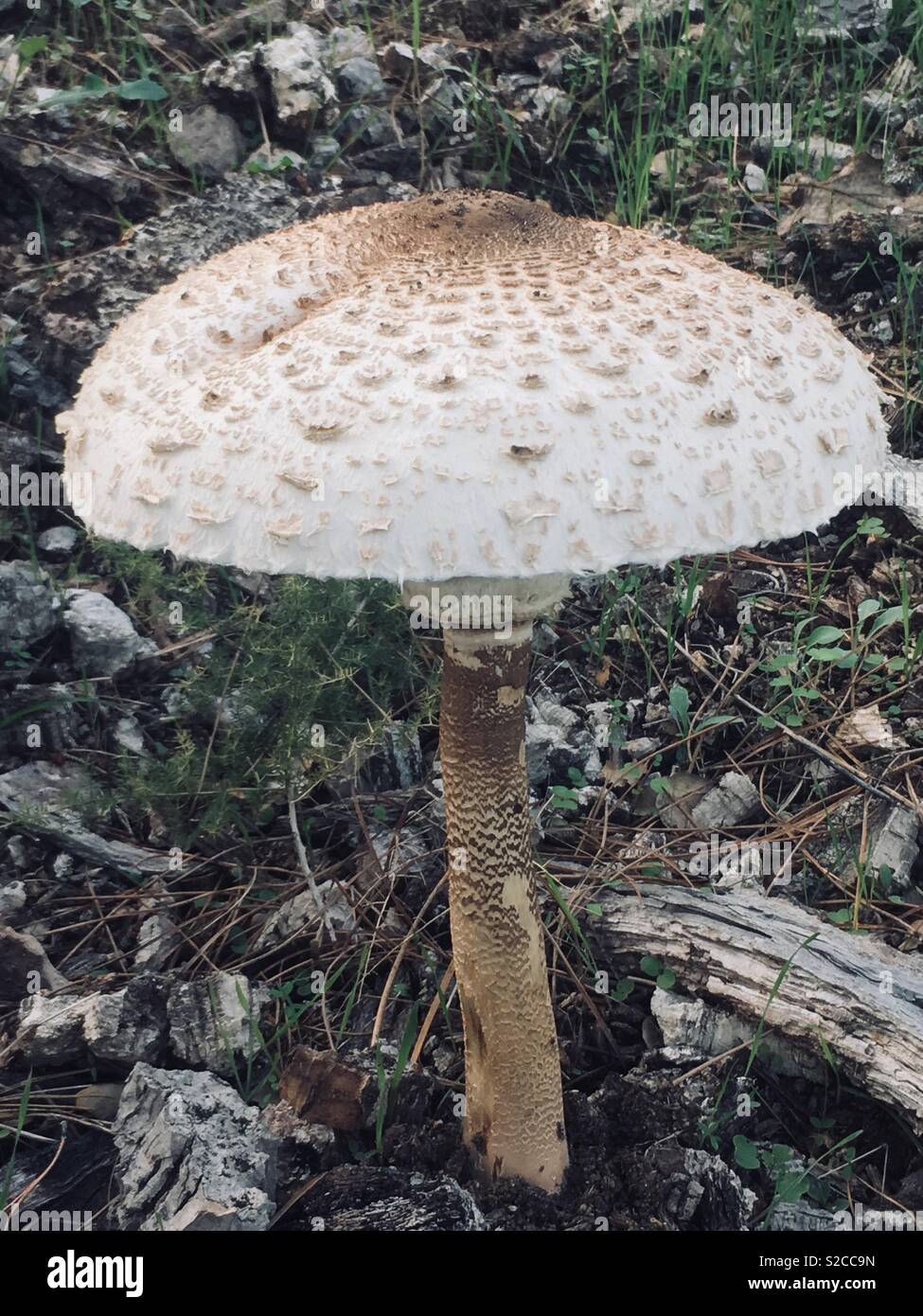 Toad stool mushroom woodland autumn walk in nature Stock Photo - Alamy