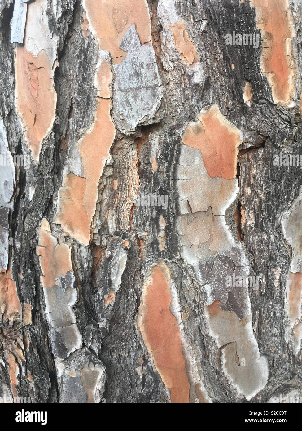 Woodland tree bark pattern nature autumn colours Stock Photo - Alamy