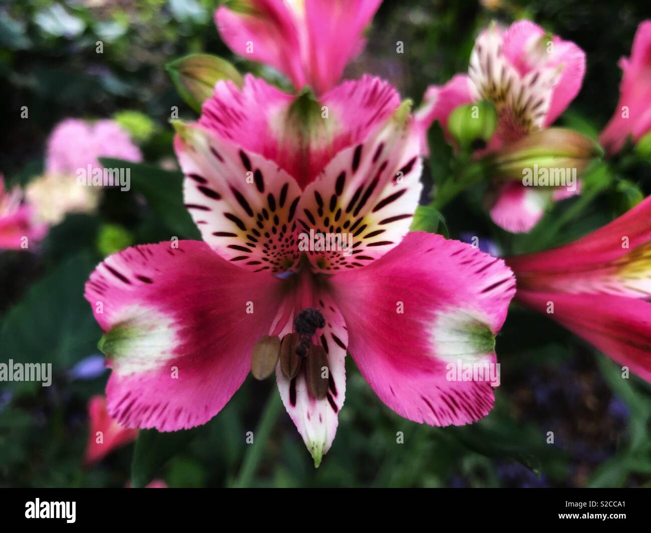 Inca lily hi-res stock photography and images - Alamy
