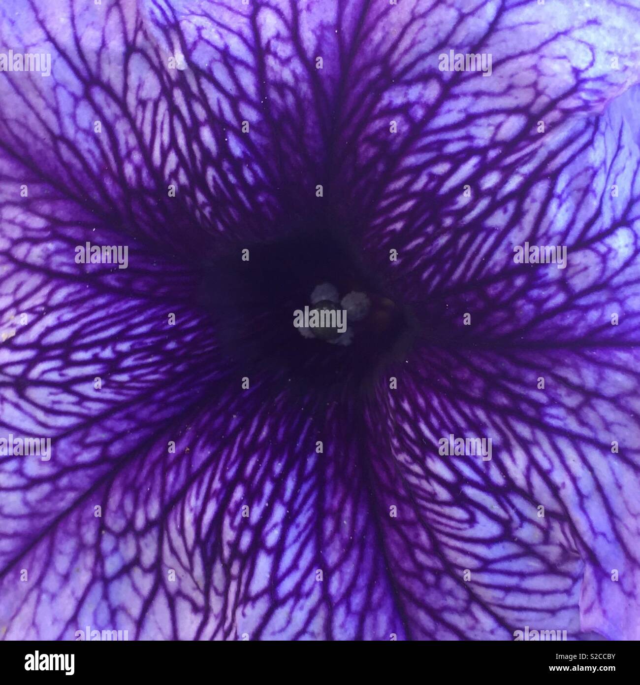 Deep Purple Stigma High Resolution Stock Photography and Images - Alamy