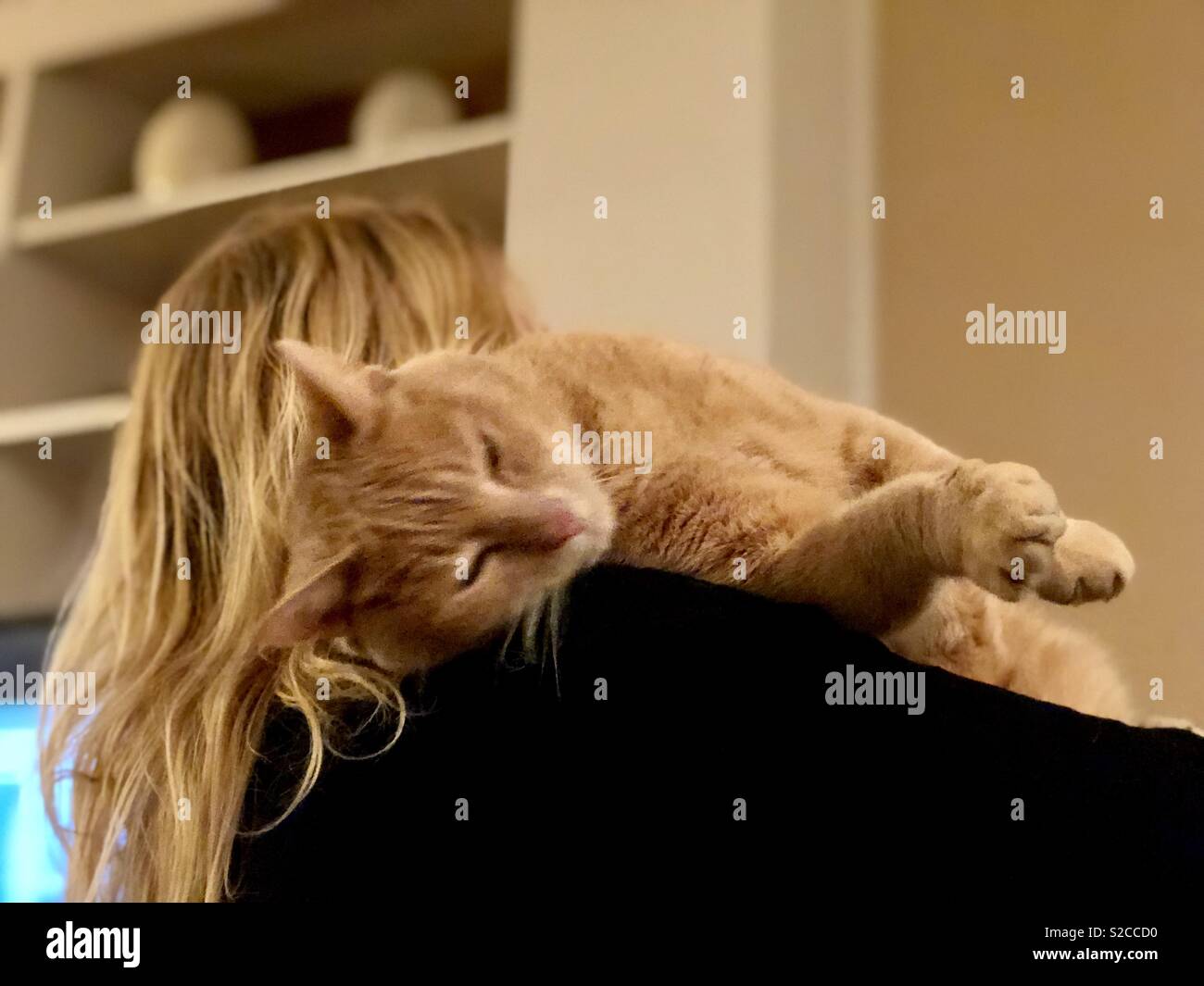 Happy cat showing affection with owner Stock Photo - Alamy