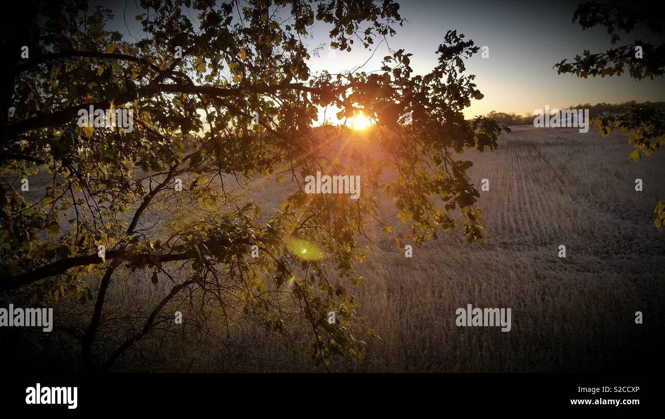 Early Morning Hunting Stock Photo - Alamy