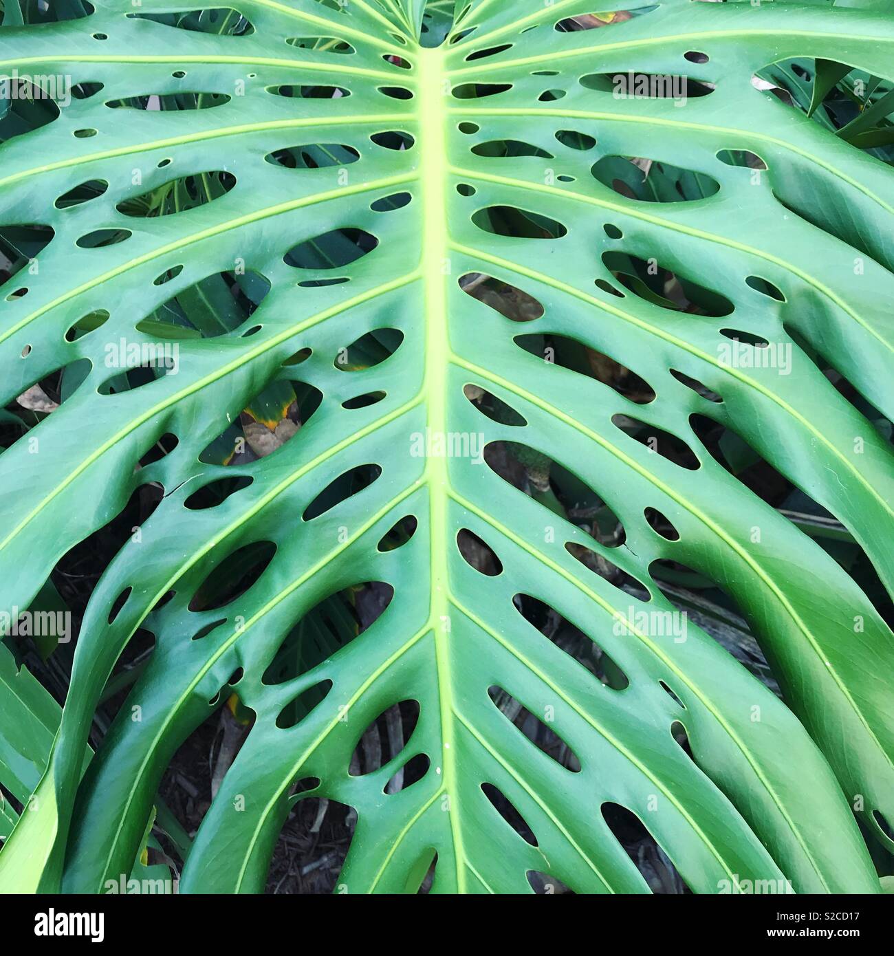 Monstera palm leaf hi-res stock photography and images - Alamy