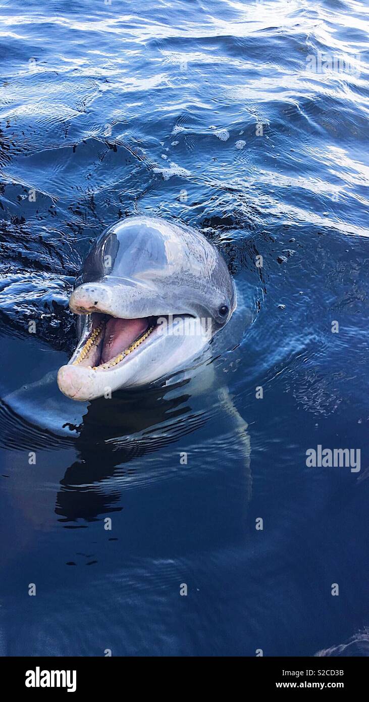 Dolphin saying hello Stock Photo - Alamy