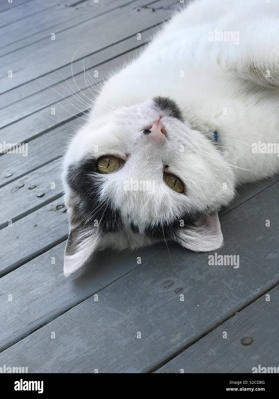 An upside-down kitty cat Stock Photo - Alamy
